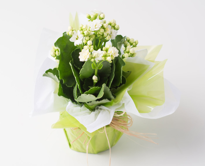 Flor da Fortuna Branca para Presente | Isabela Flores